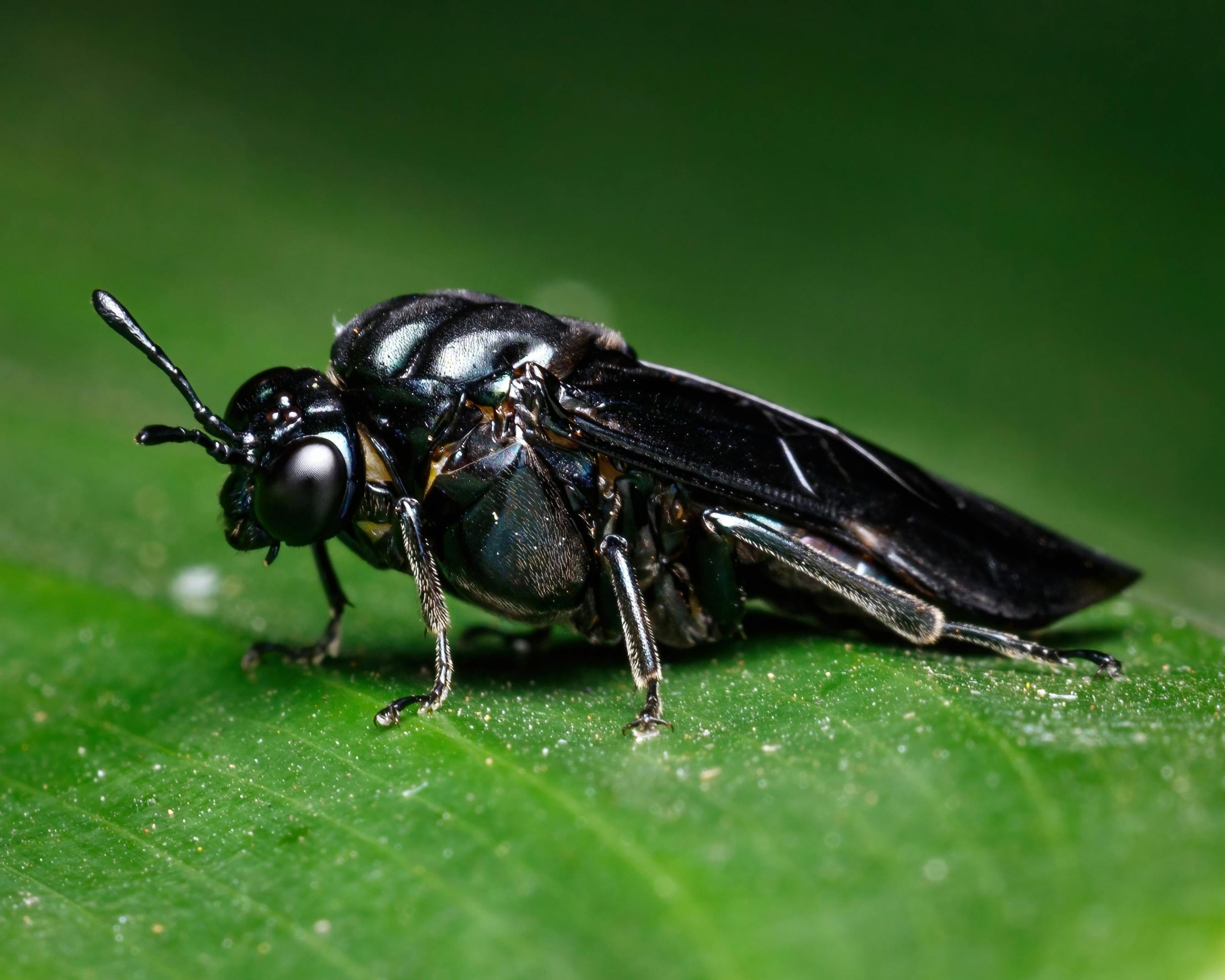 Could an insect’s cutting skills transform surgery? - Surgery International